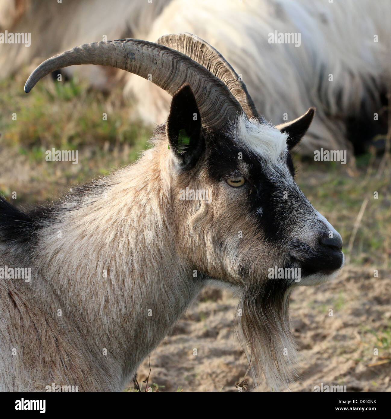 Dutch landrace goat hi-res stock photography and images - Alamy