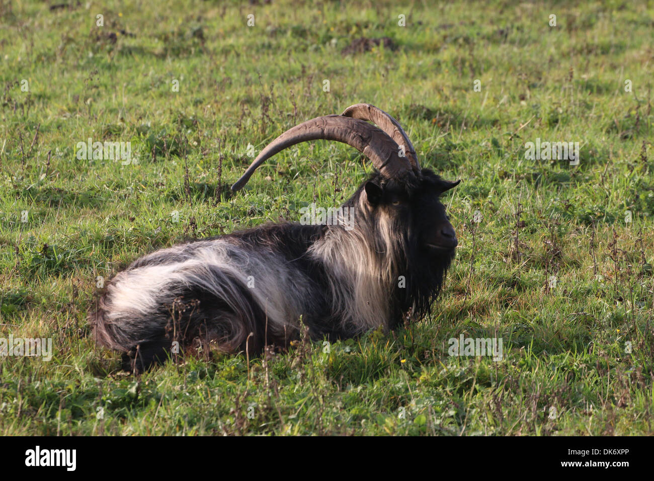 Male Buck, leader in a group Dutch Landrace goats in a nature reserve ...