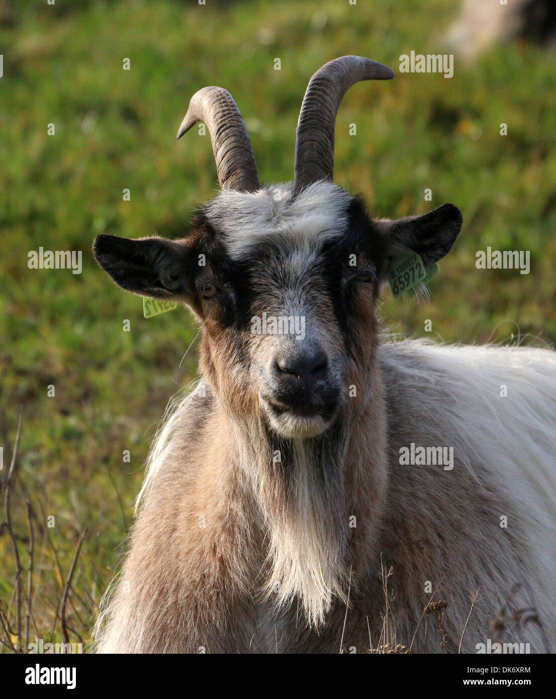 utch Landrace goat in a nature reserve Stock Photo - Alamy