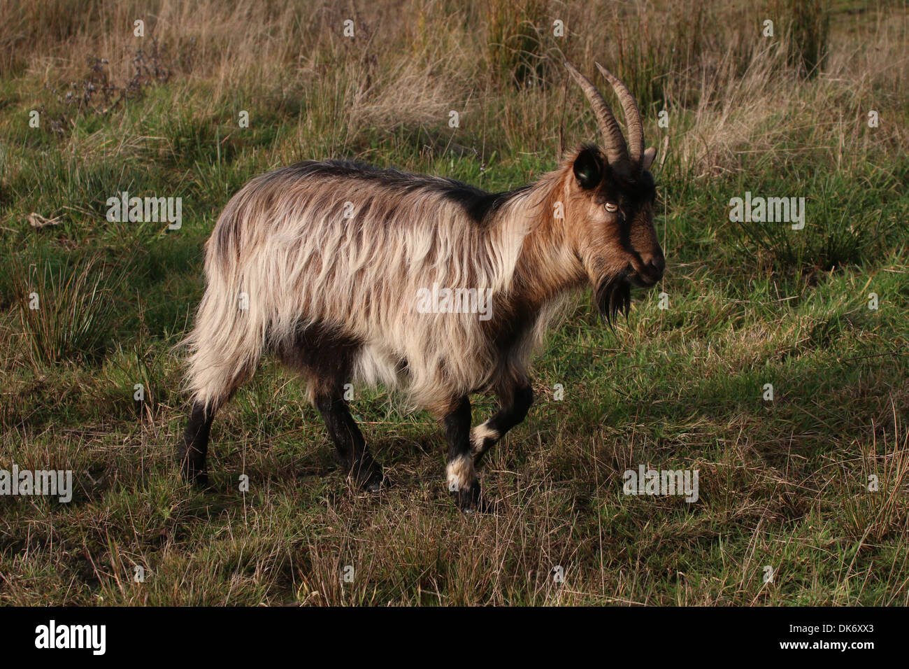 Female goats hi-res stock photography and images - Alamy