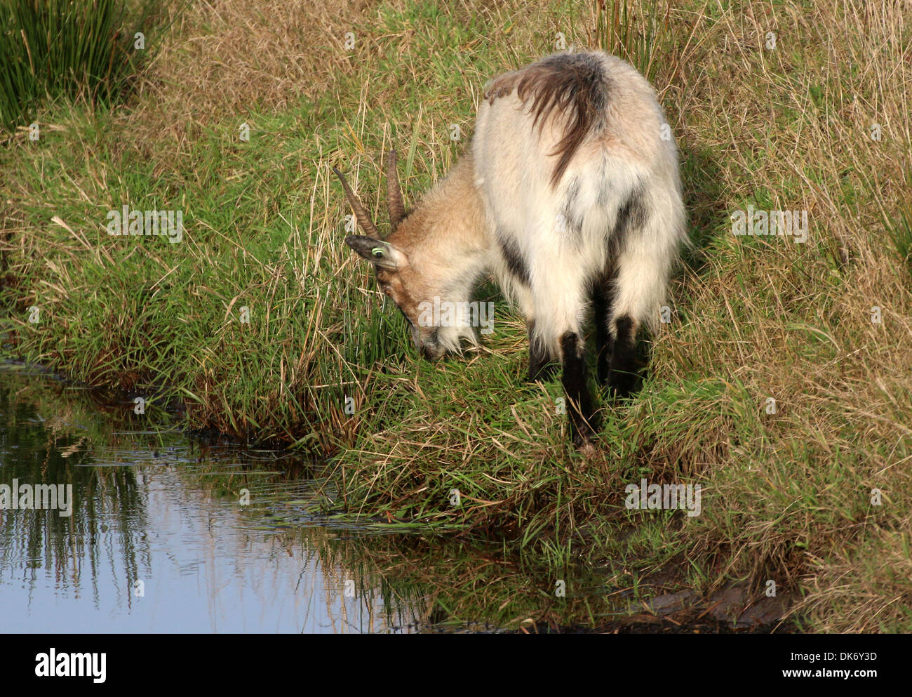 Dutch Landrace goat grazing near a stream Stock Photo - Alamy