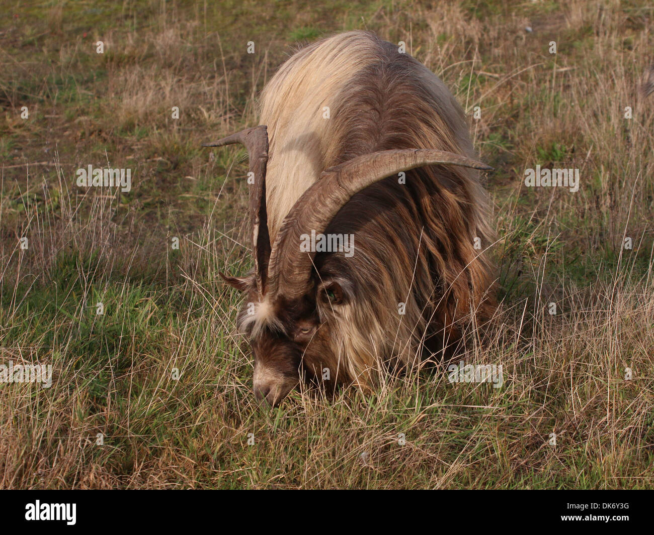 Male Buck, leader in a herd of Dutch Landrace goats in a nature reserve ...