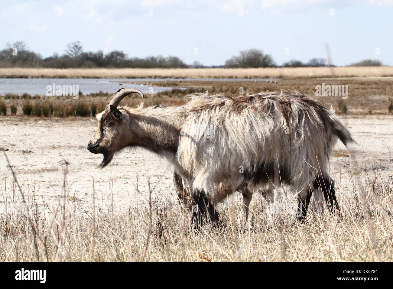 Dutch Landrace goat in a nature reserve in spring (35 images in all ...