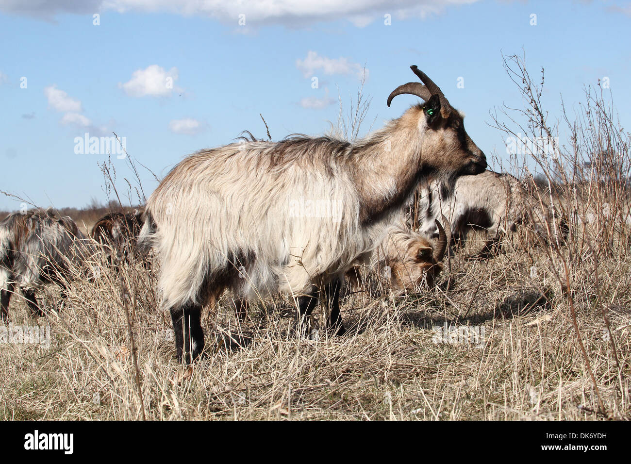 Group of Dutch Landrace goats in a nature reserve Stock Photo - Alamy
