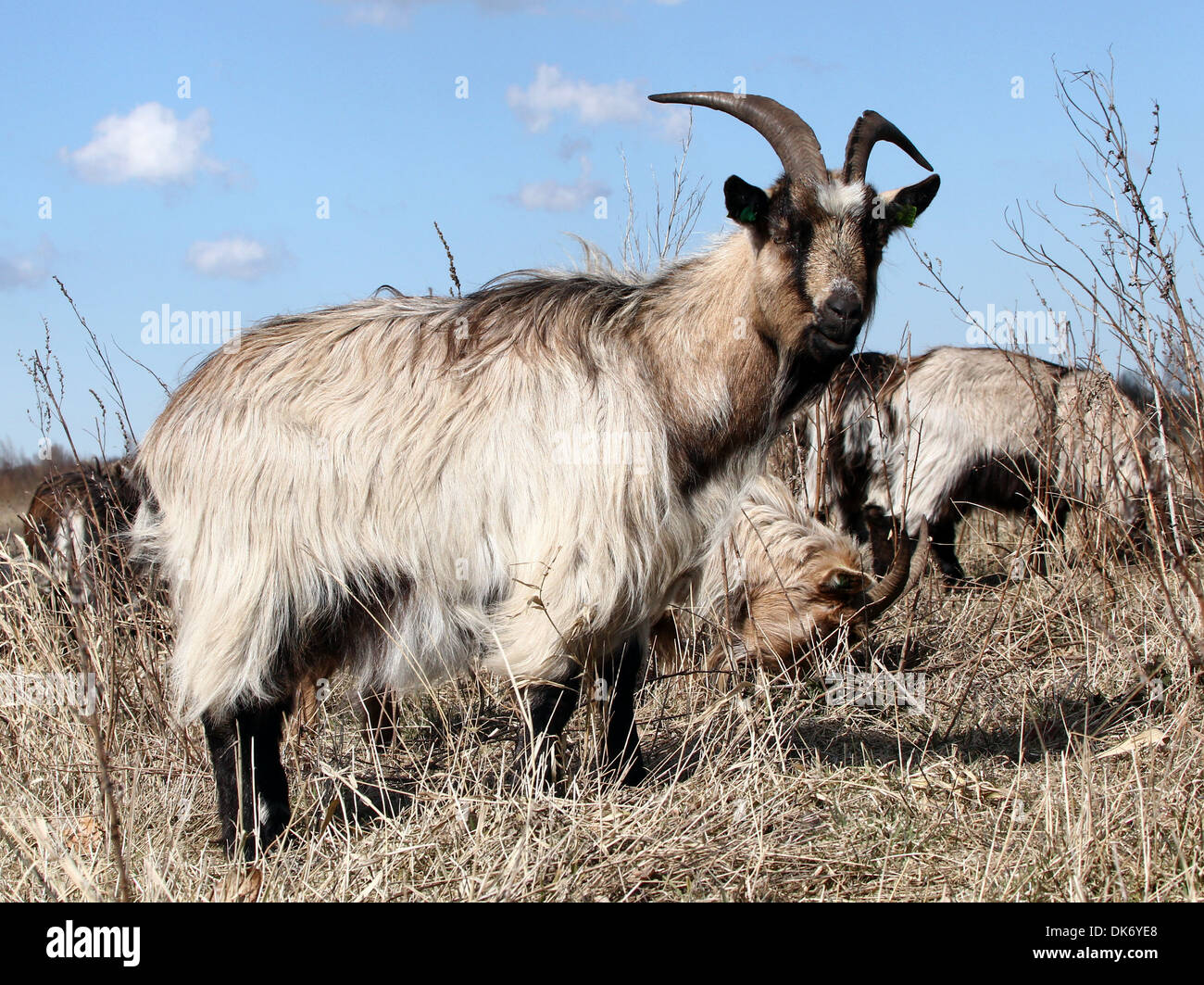 Group of Dutch Landrace goats in a nature reserve Stock Photo - Alamy