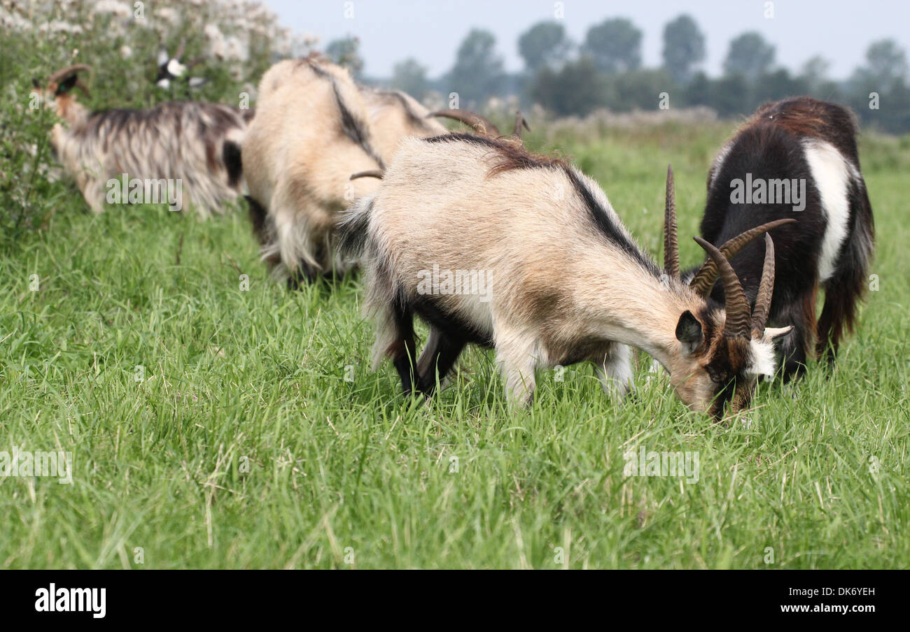 Group of Dutch Landrace goats grazing in a nature reserve Stock Photo ...