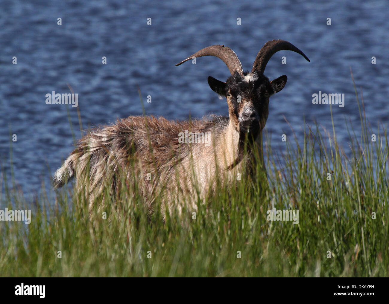 Dutch Landrace goat in a nature reserve Stock Photo - Alamy