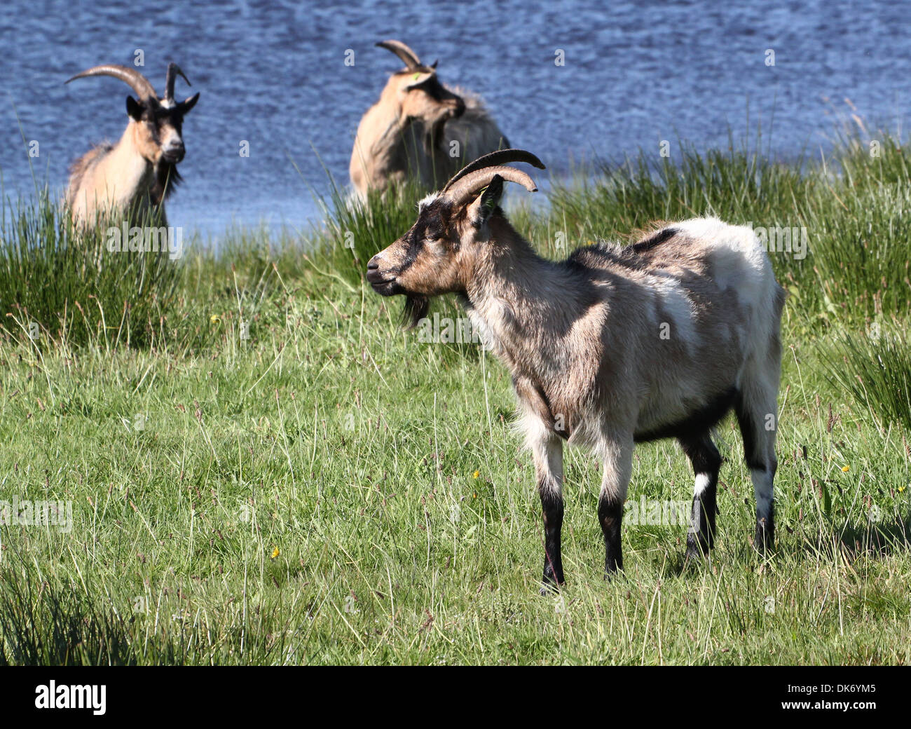 Group of Dutch Landrace goats in a nature reserve Stock Photo - Alamy
