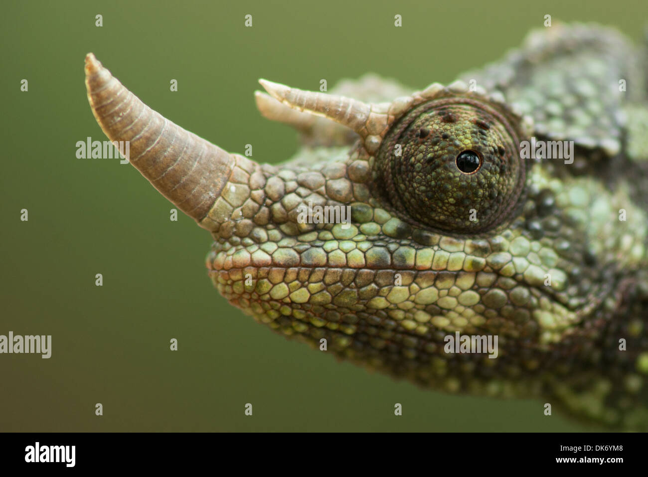 Trioceros jacksonii hi-res stock photography and images - Alamy