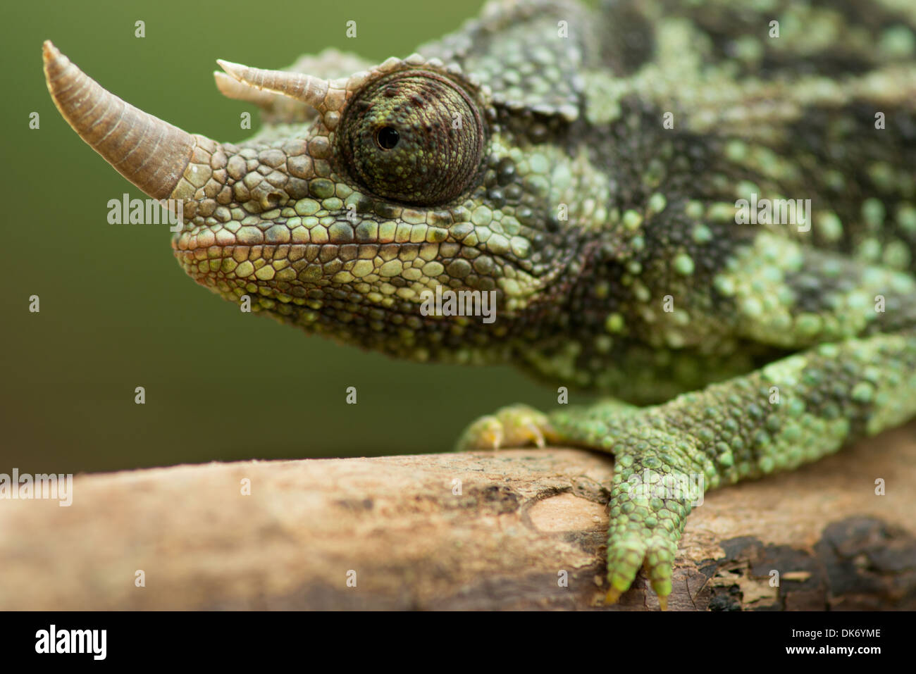 Trioceros jacksonii; Jackson's three-horned chameleon, is an African ...