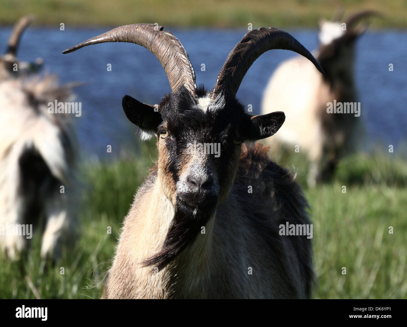 Group of Dutch Landrace goats in a nature reserve Stock Photo - Alamy