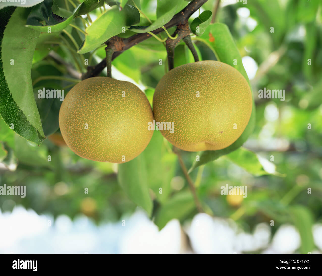Taiwan japan apple hi-res stock photography and images - Alamy