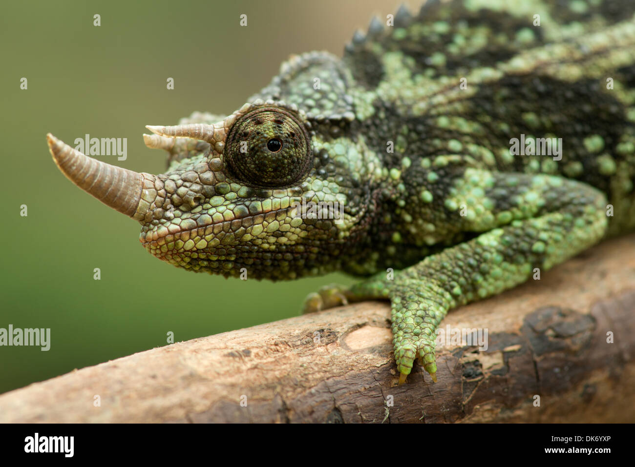 Jackson's three horned chameleon hi-res stock photography and images ...