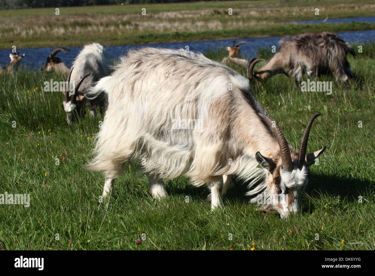 Group of Dutch Landrace goats in a nature reserve grazing Stock Photo ...