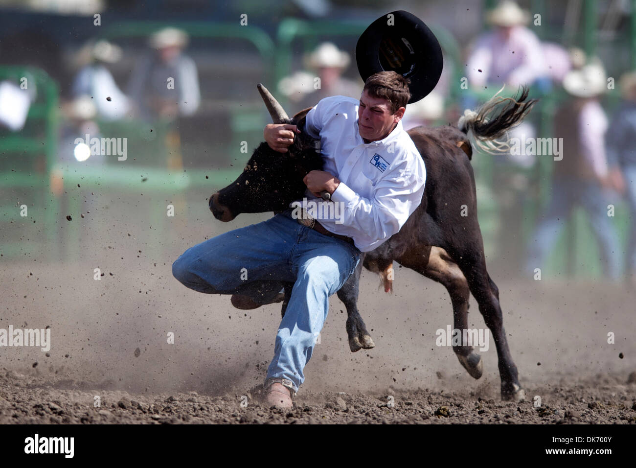 Steer Wrestler High Resolution Stock Photography and Images - Alamy