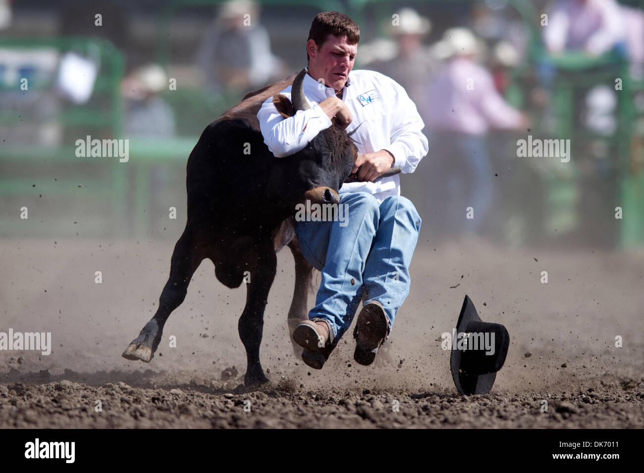 Steer Wrestler High Resolution Stock Photography and Images - Alamy