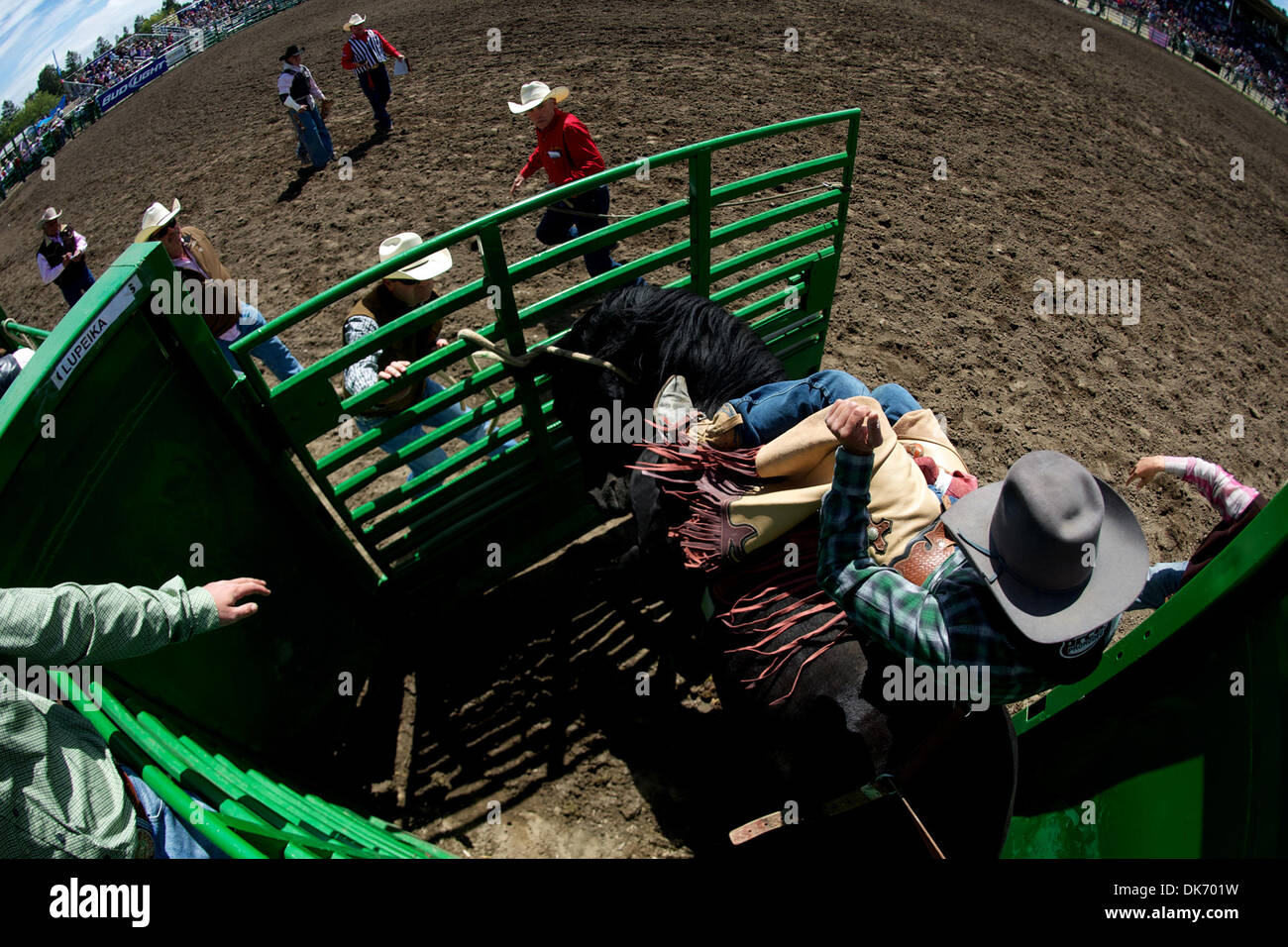 Scrawny horse hi-res stock photography and images - Alamy