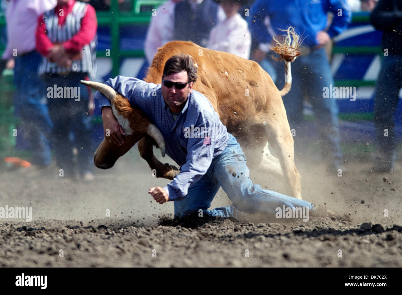 June 11, 2011 - Livermore, California, U.S - Steer wrestler Matt ...