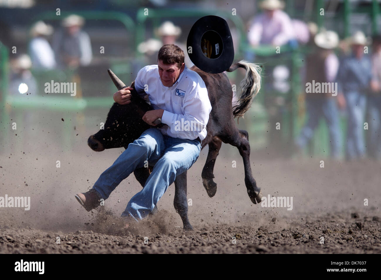 June 11, 2011 - Livermore, California, U.S - Steer wrestler Jared ...