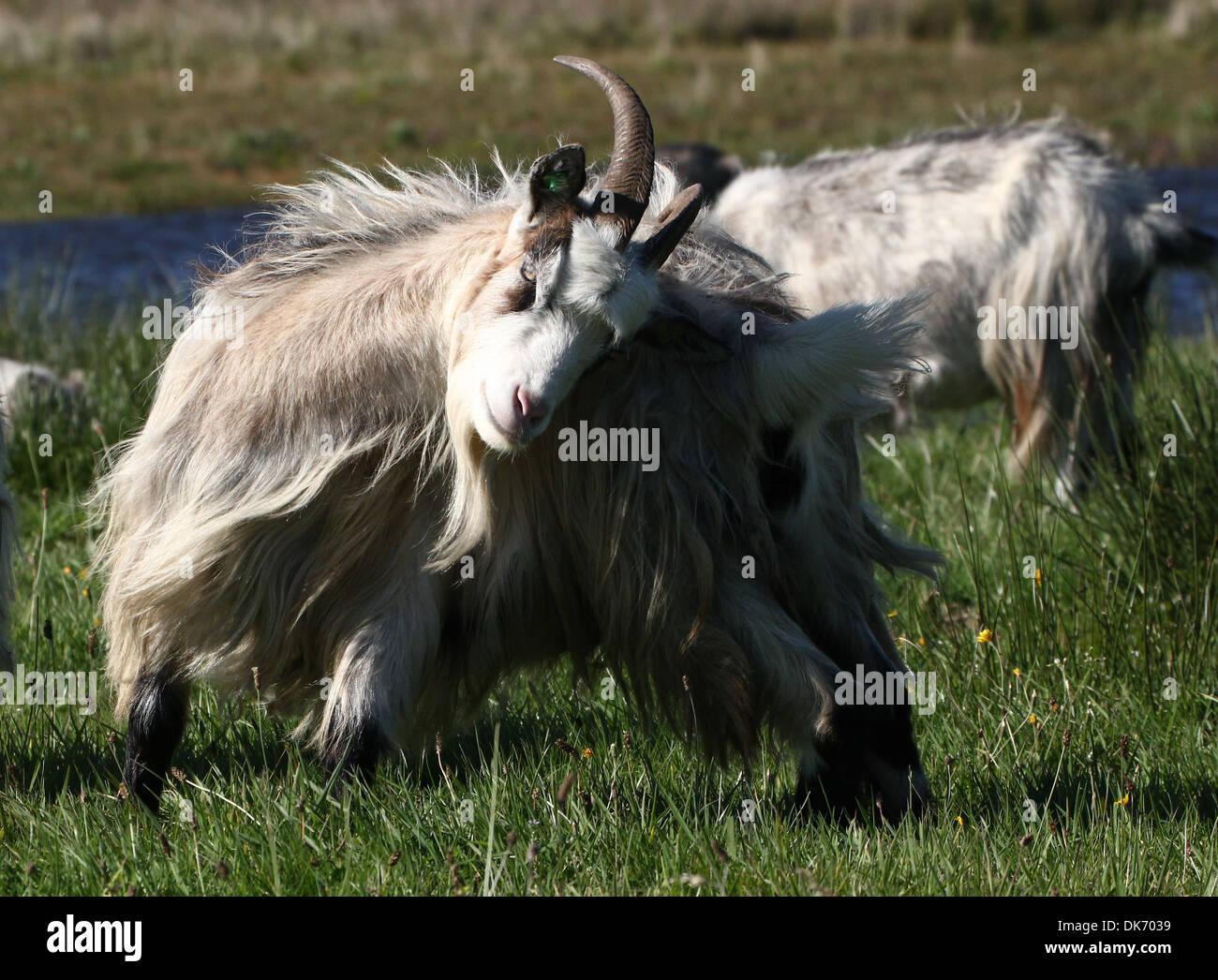 Group of Dutch Landrace goats in a nature reserve Stock Photo - Alamy