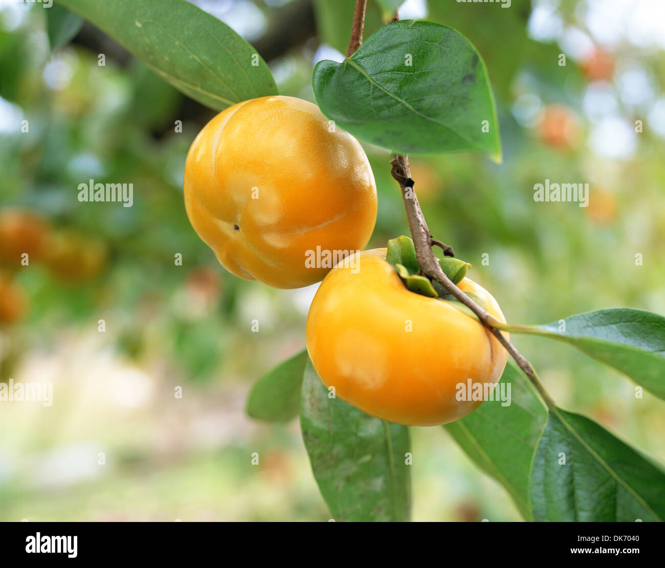 Isawa yamanashi japan hi-res stock photography and images - Alamy
