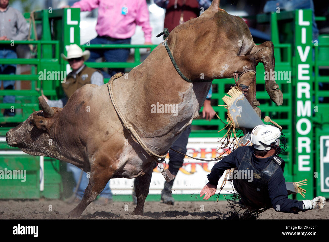 Cowboy bucked off bull hi-res stock photography and images - Alamy