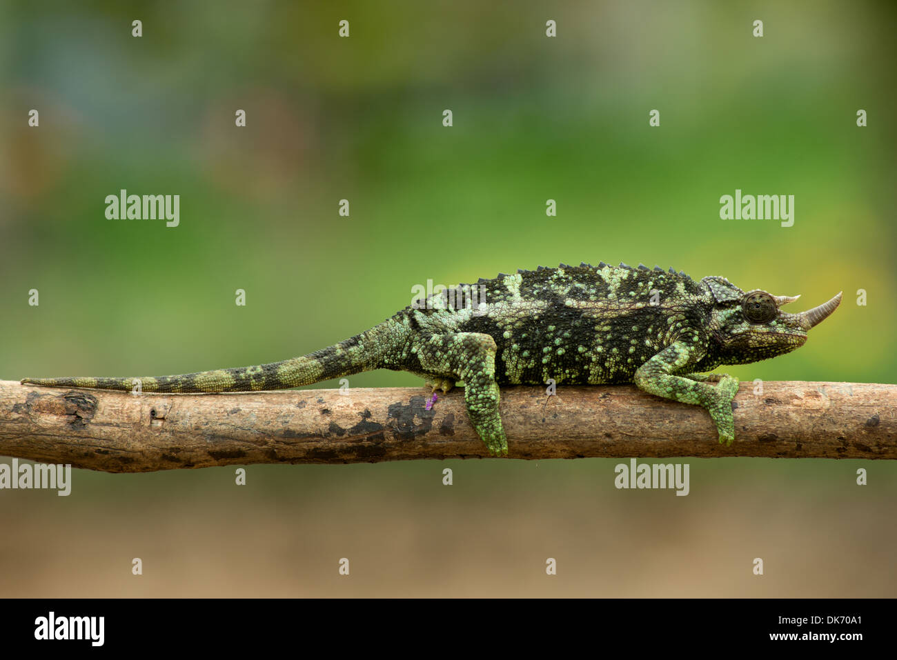 Trioceros jacksonii; Jackson's three-horned chameleon, is an African ...
