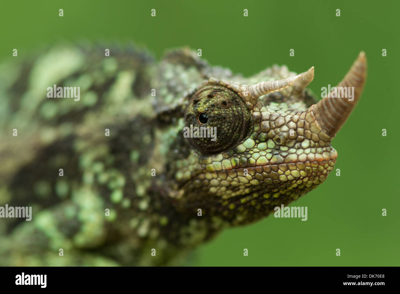 Trioceros jacksonii; Jackson's three-horned chameleon, is an African ...