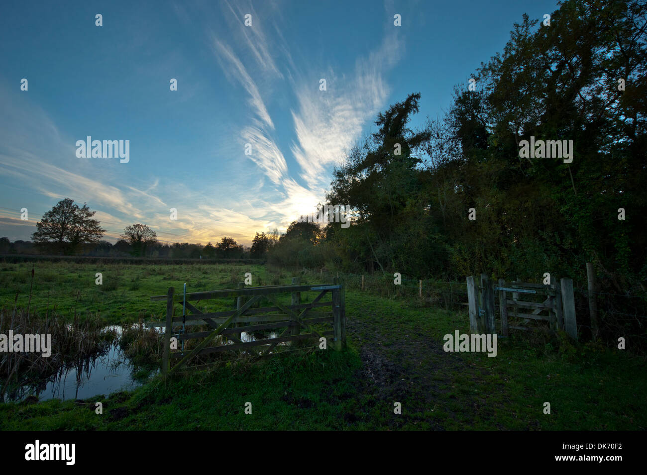 Norfolk field water meadow marsh marshland Stock Photo - Alamy