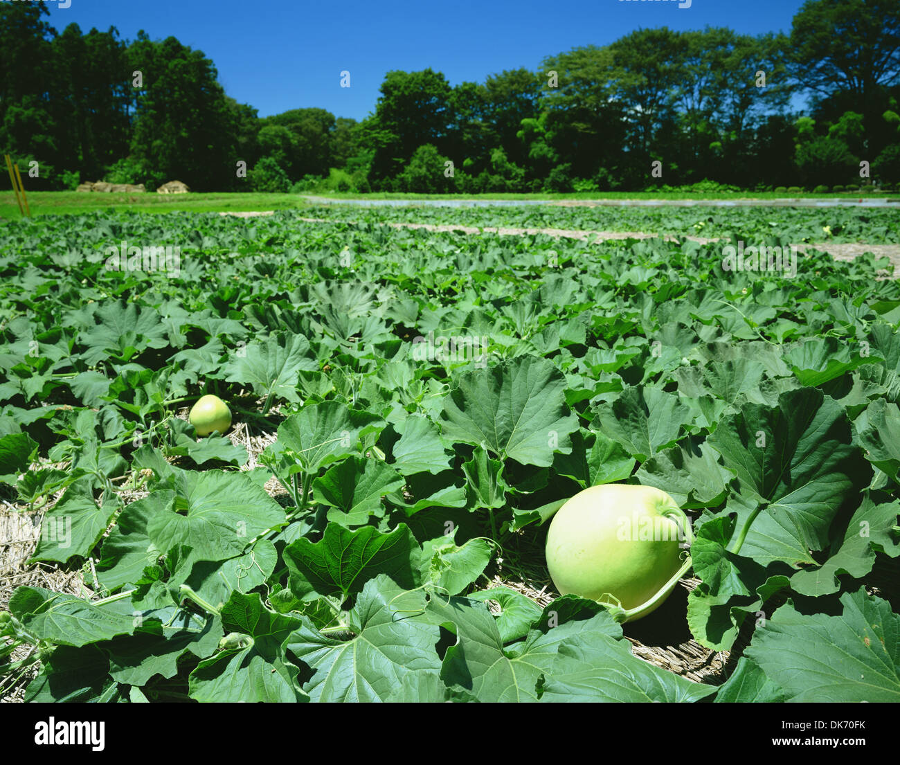 Dried gourd shavings hi-res stock photography and images - Alamy