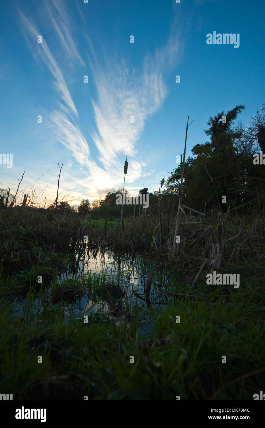 Marsh marshland hi-res stock photography and images - Alamy