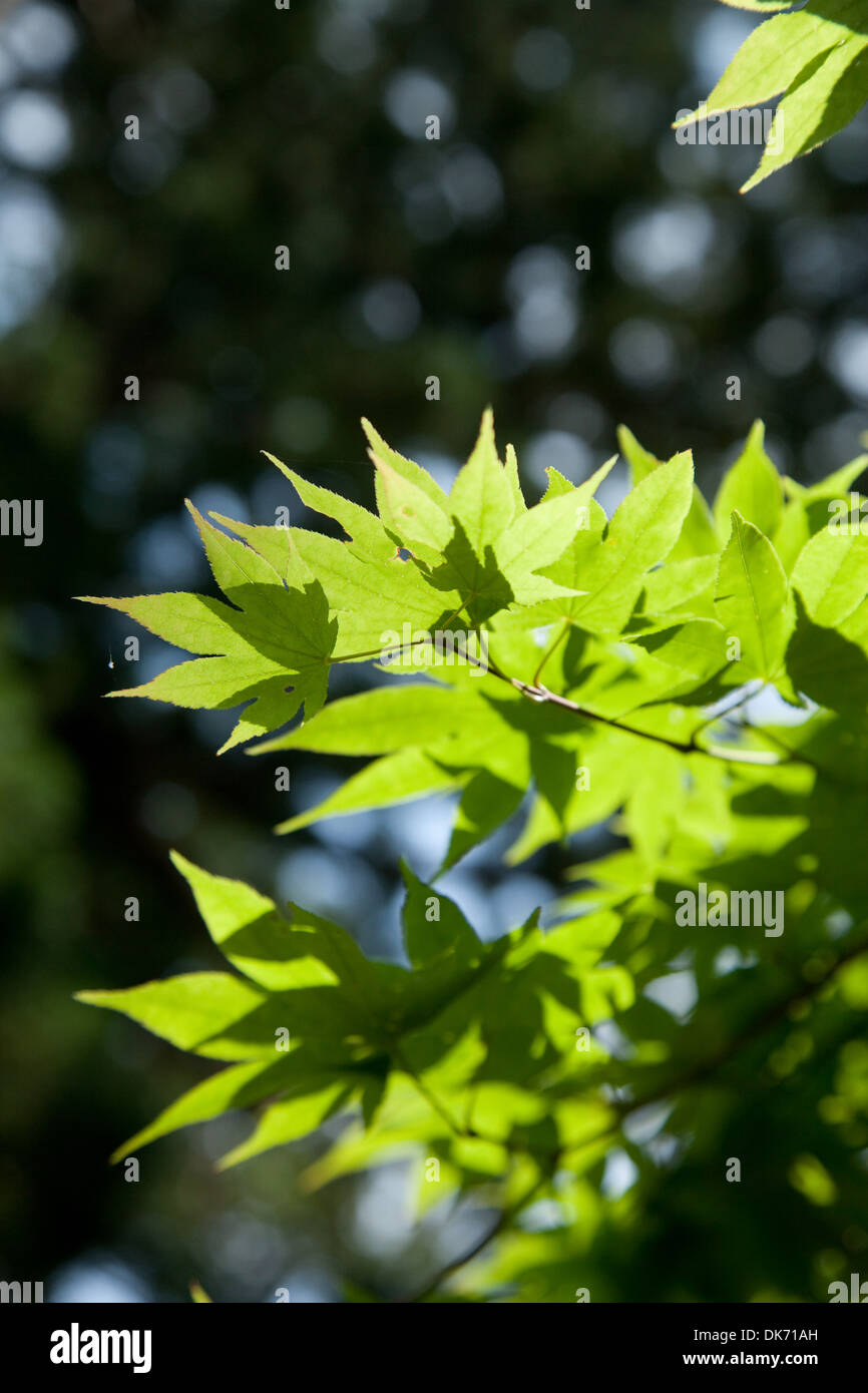 Translucency High Resolution Stock Photography and Images - Alamy