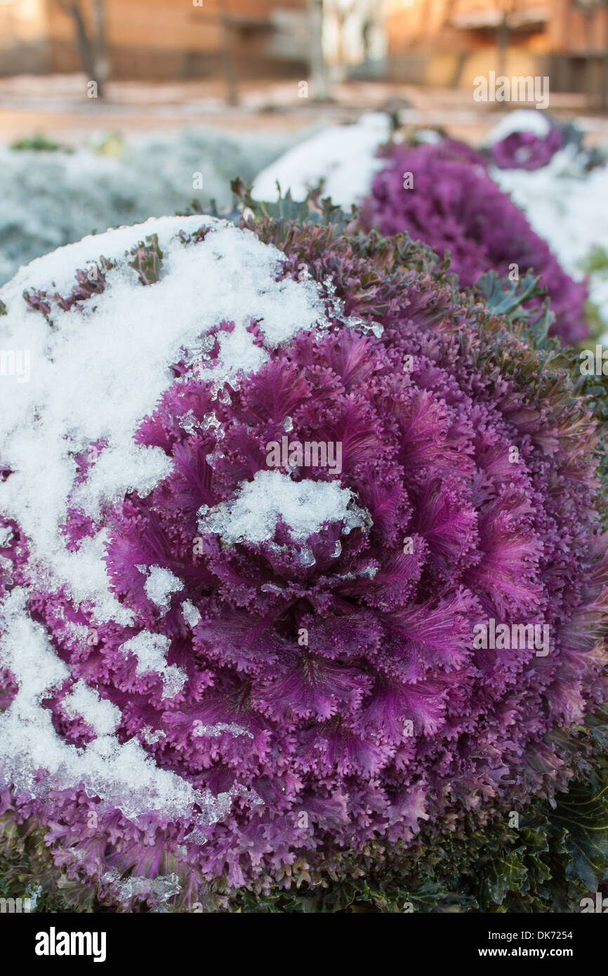 Closeup flower photography hi-res stock photography and images - Alamy