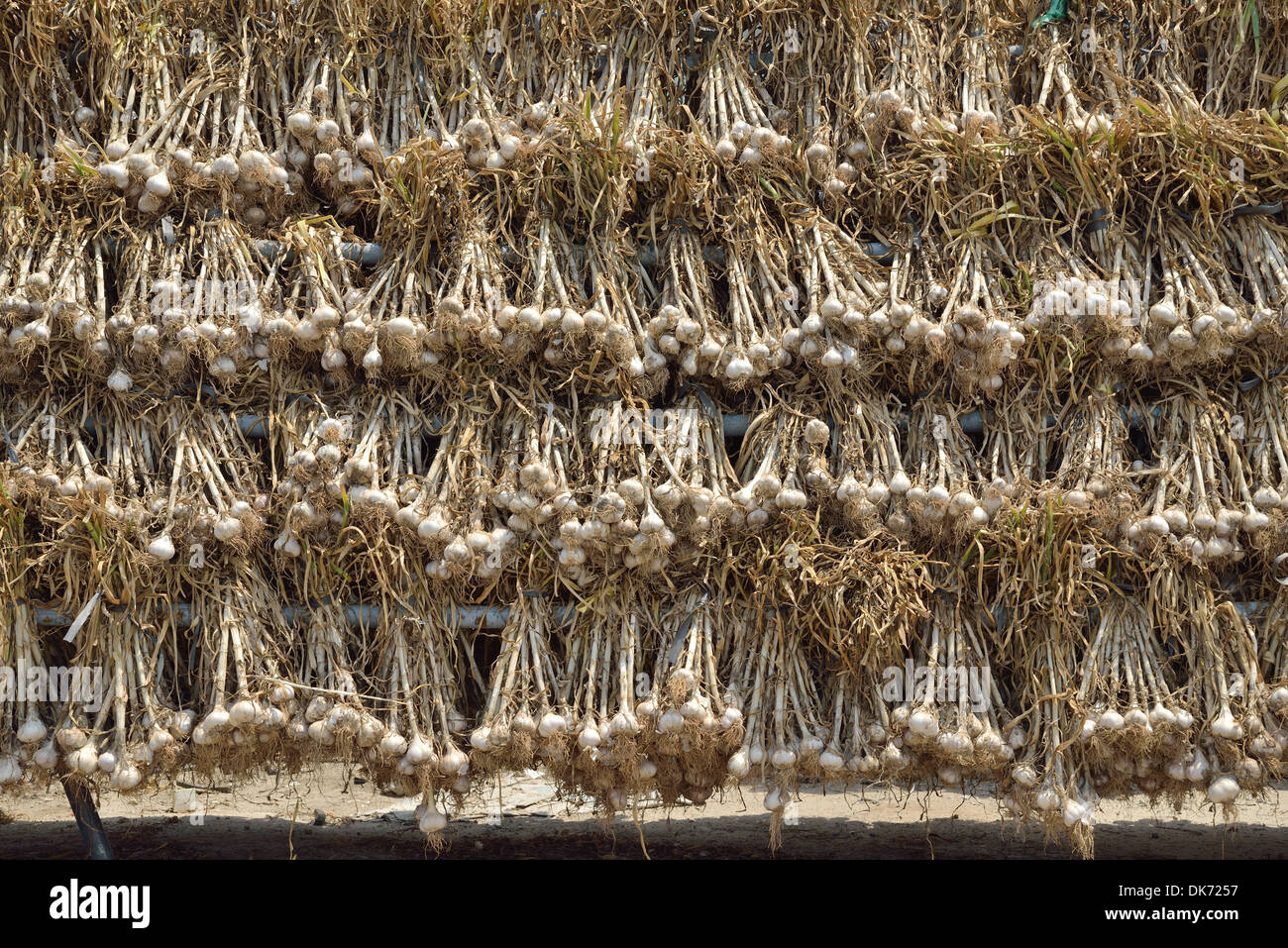 Bundles of garlic and bundles hanging on fence Stock Photo - Alamy