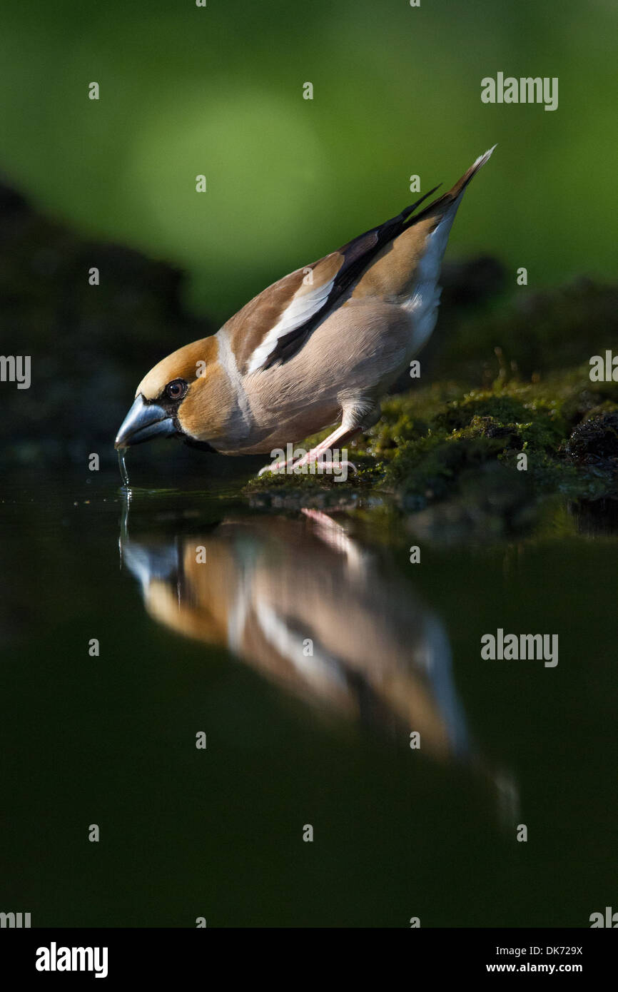 C coccothraustes hi-res stock photography and images - Alamy
