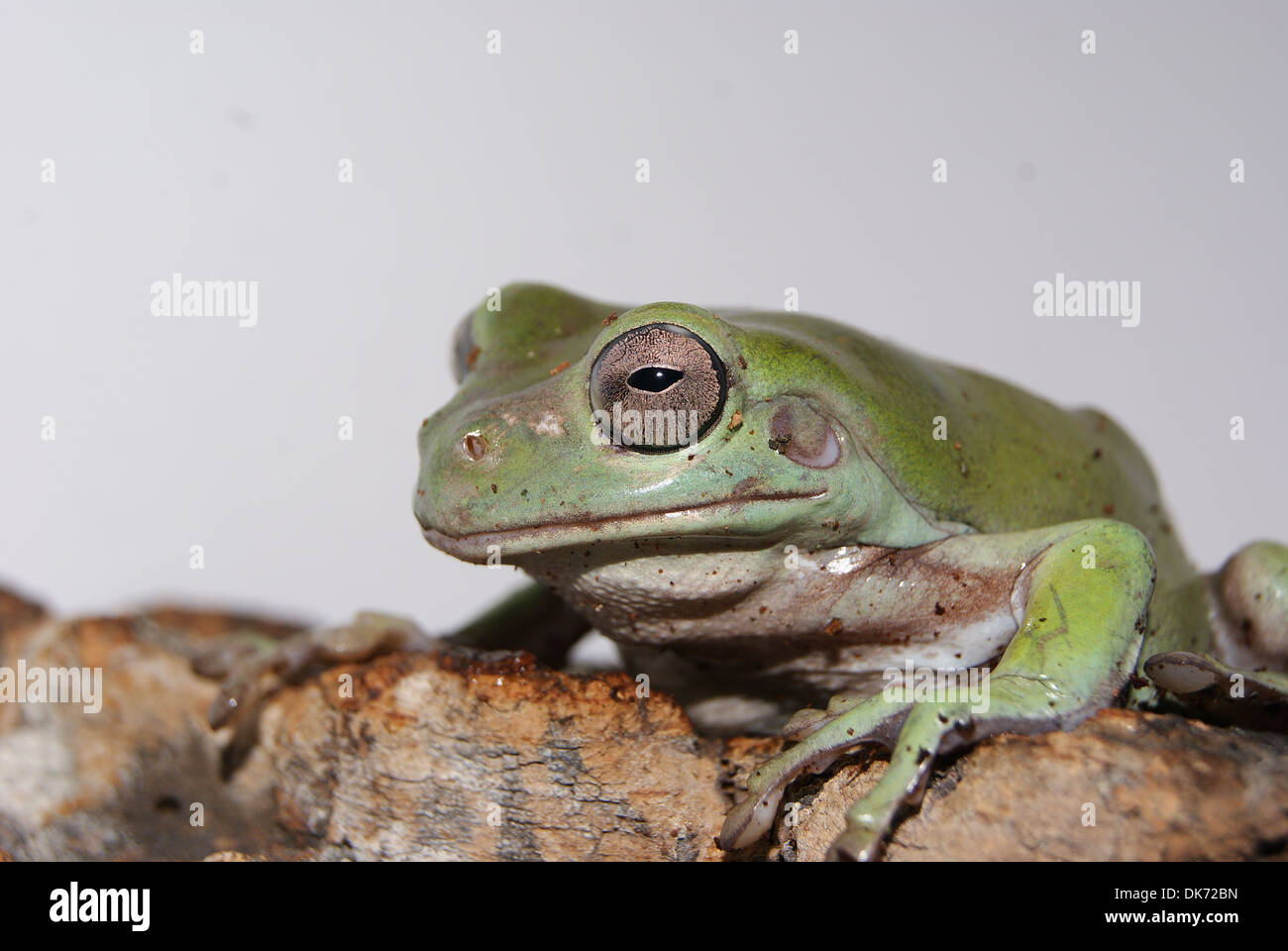 Flirtatious frog hi-res stock photography and images - Alamy