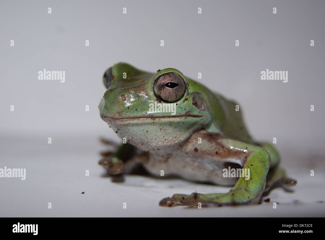Whites tree frog hi-res stock photography and images - Alamy