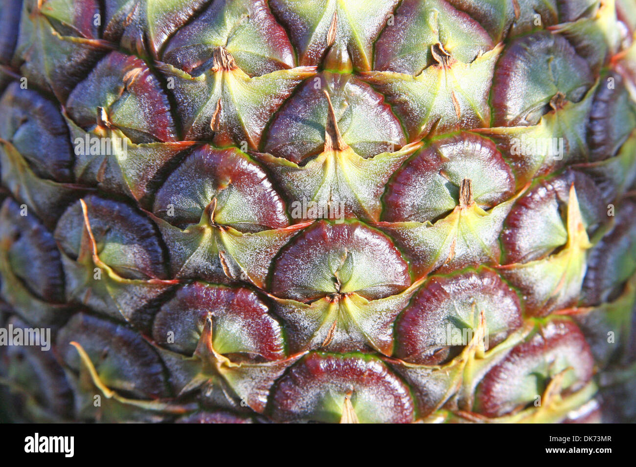 Pineapple skin close up hi-res stock photography and images - Alamy