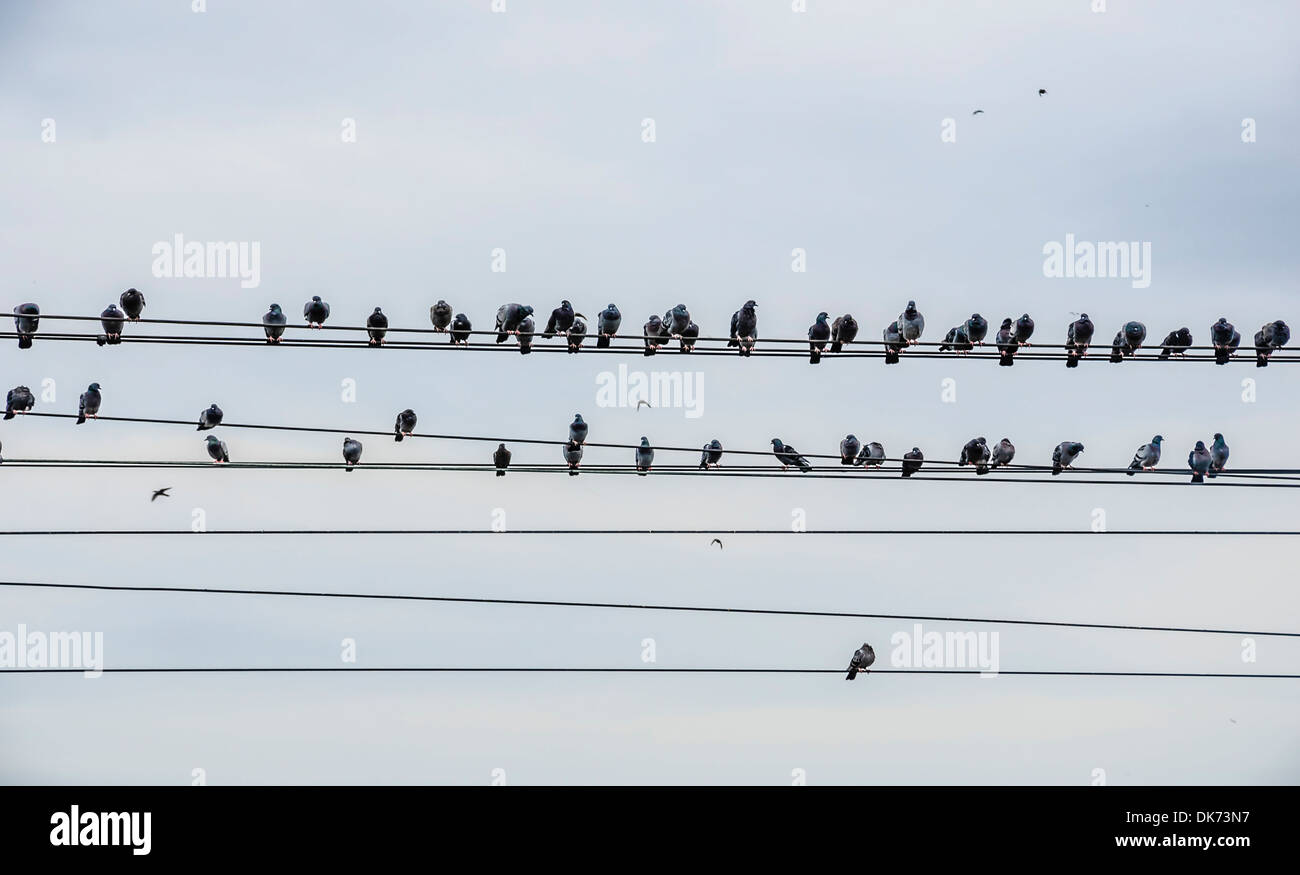 Birds sitting on power line, flying and sitting Stock Photo - Alamy