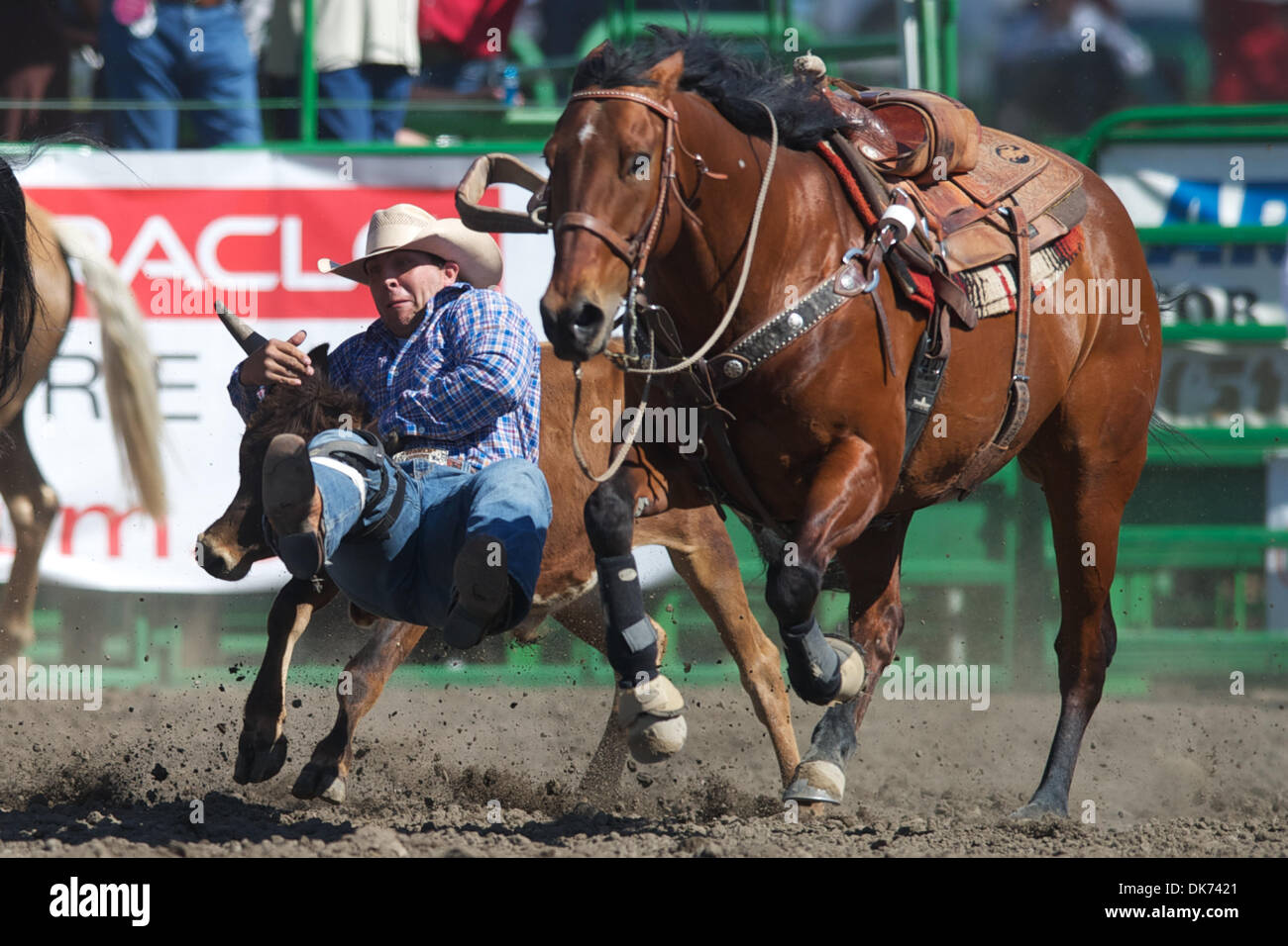 June 12, 2011 - Livermore, California, U.S - Steer wrestler Taylor ...