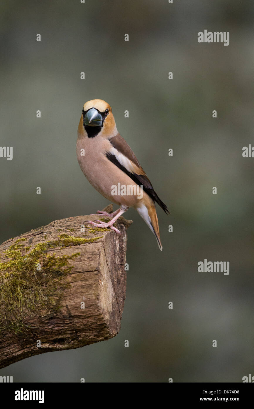 Hawfinch Coccothraustes coccothraustes Stock Photo - Alamy