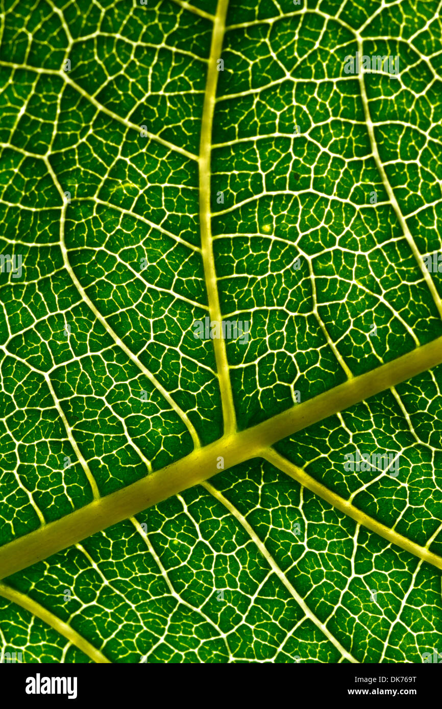 Green leaf with back lighting hi-res stock photography and images - Alamy
