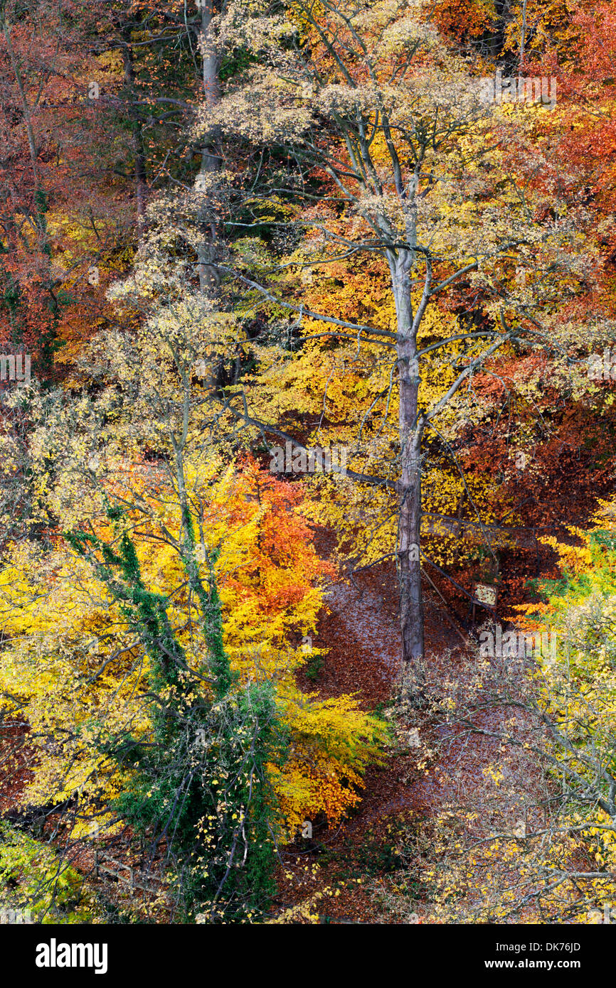 Autumn Trees on Long Walk at Mother Shiptons in Knaresborough North ...