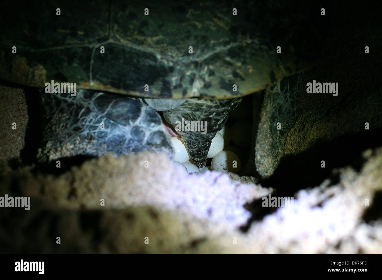 turtle laying eggs while nesting on the beach at night at the Ras al ...