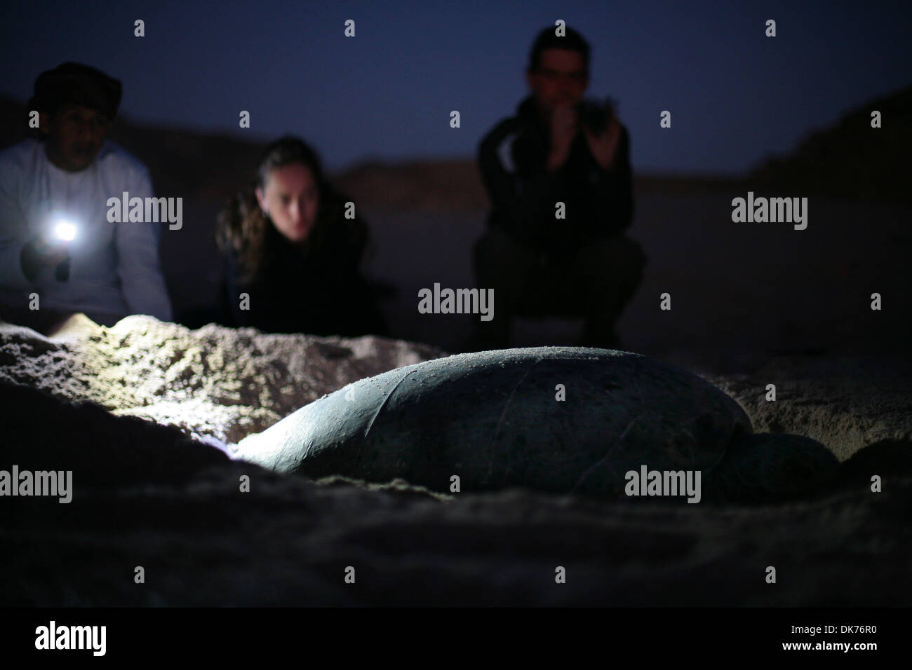 turtle digging a nest at night on the beach at the Ras al Jinz Turtle ...