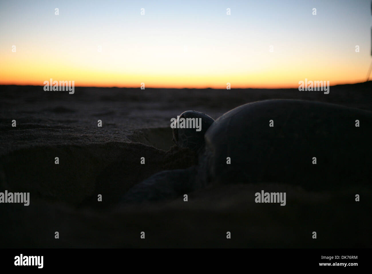 turtle digging a nest at night on the beach at the Ras al Jinz Turtle ...