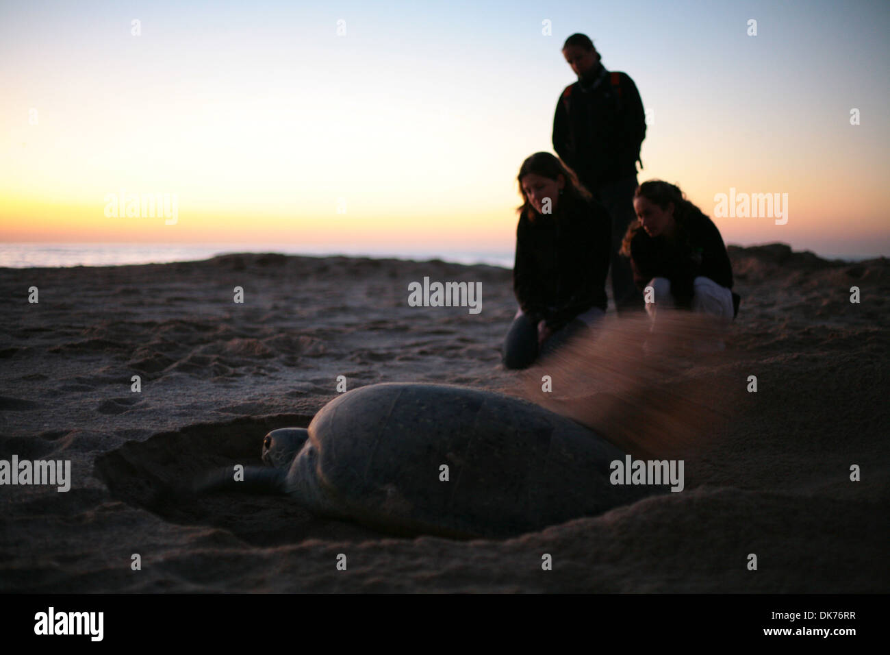 turtle digging a nest at night on the beach at the Ras al Jinz Turtle ...