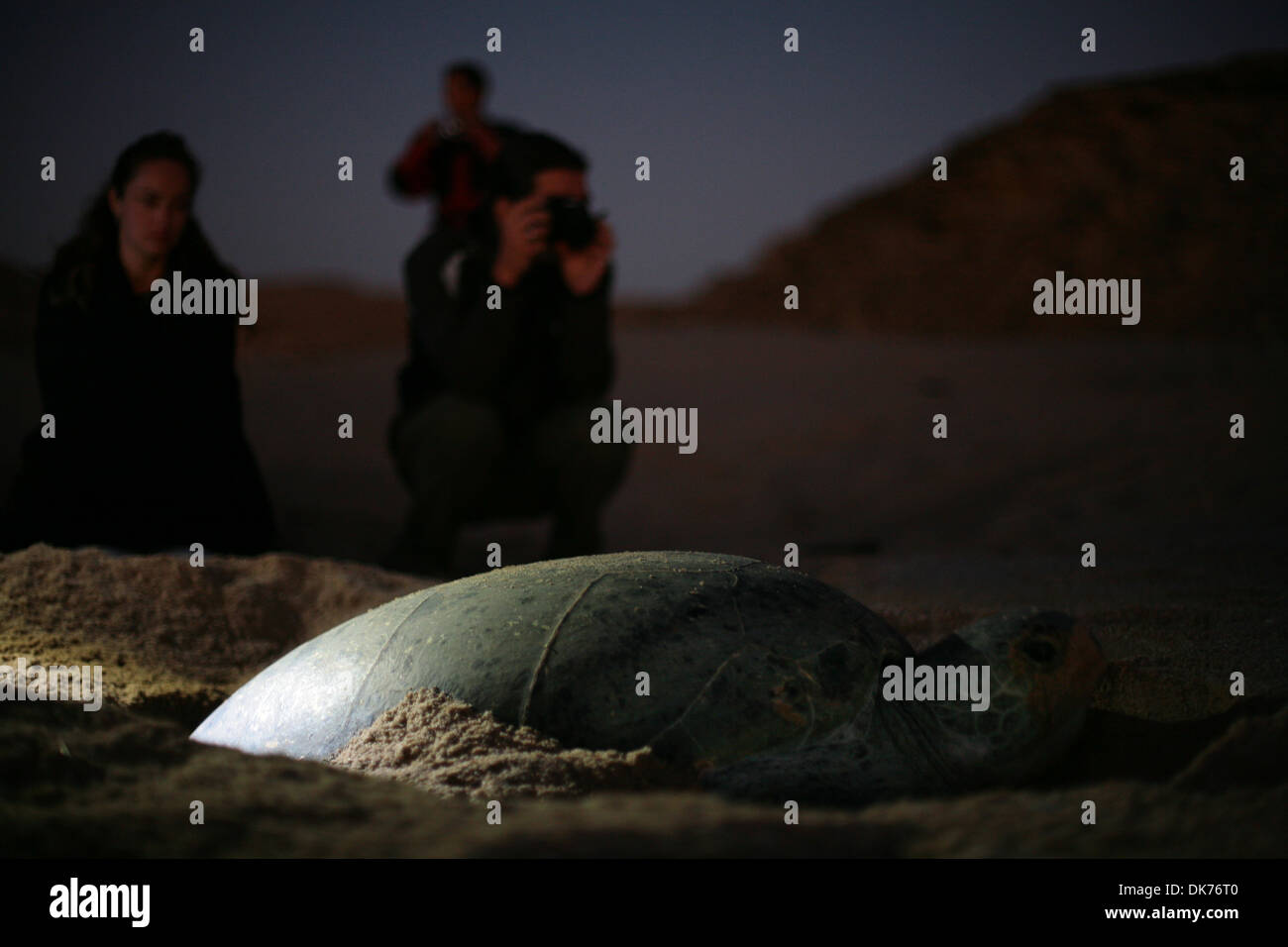 turtle digging a nest at night on the beach at the Ras al Jinz Turtle ...