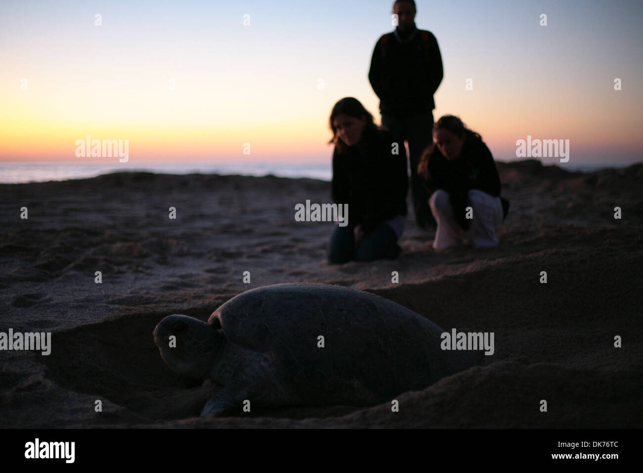 turtle digging a nest at night on the beach at the Ras al Jinz Turtle ...