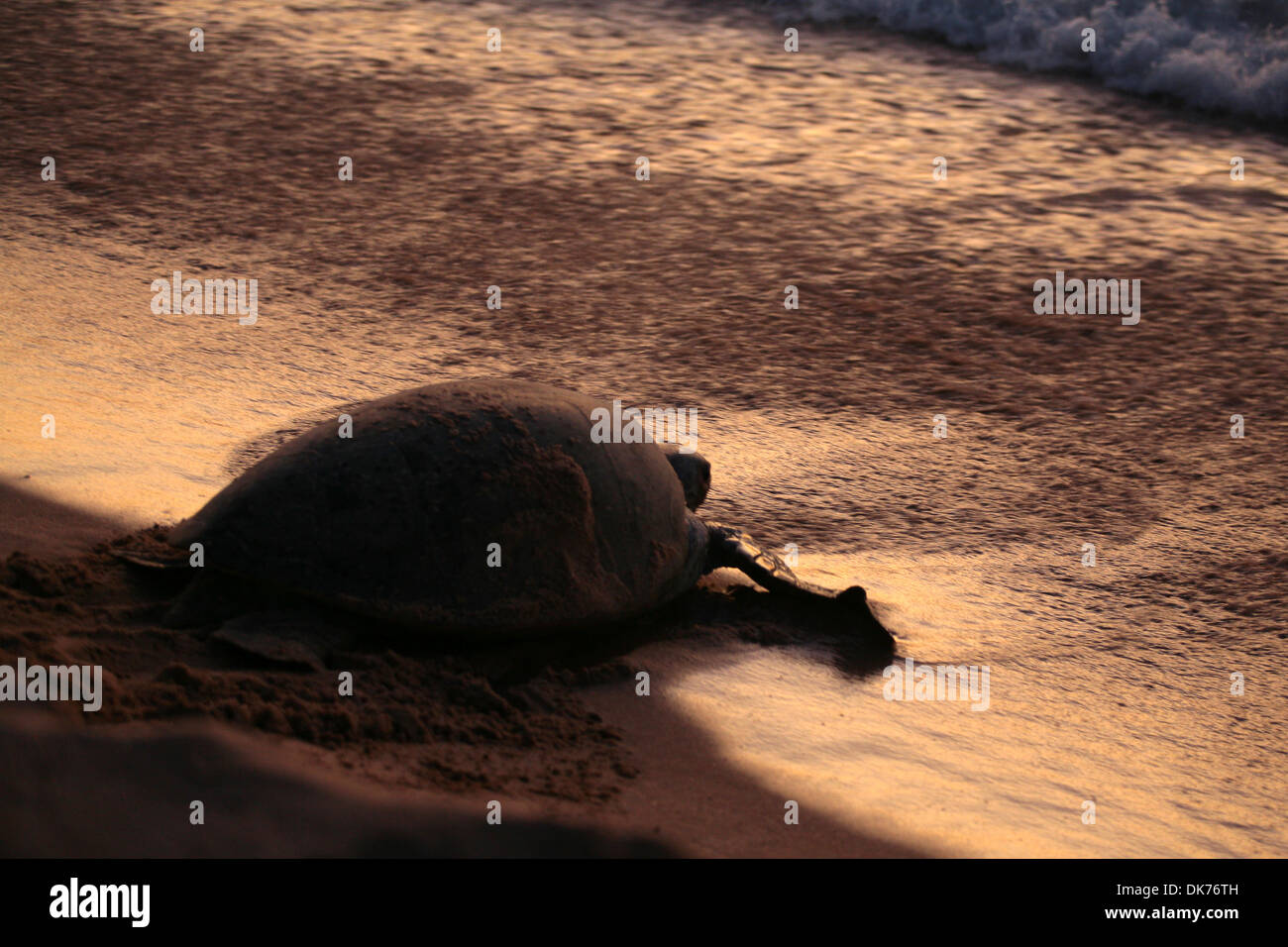 turlte returning to the sea after nesting at Ras al Jinz Turtle Reserve ...